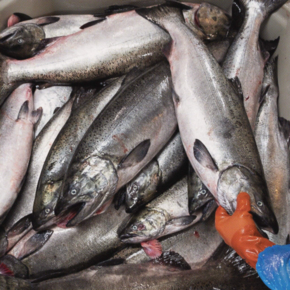 All products – Wildfish Cannery